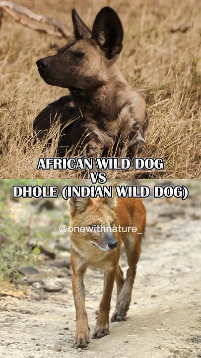 African Wild Dog vs Dhole (Indian Wild Dog) #shorts #animals #dogs ...