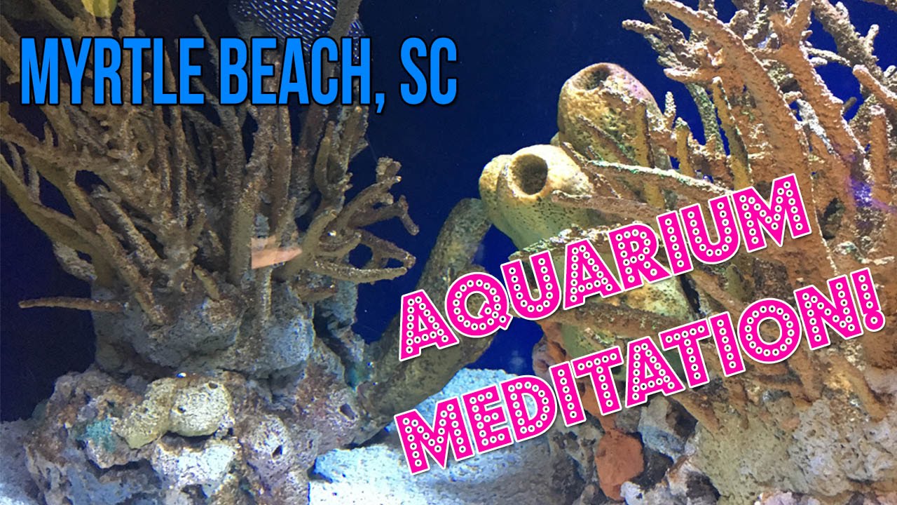 MYRTLE BEACH DAY 1: Marine Meditation Video - YouTube