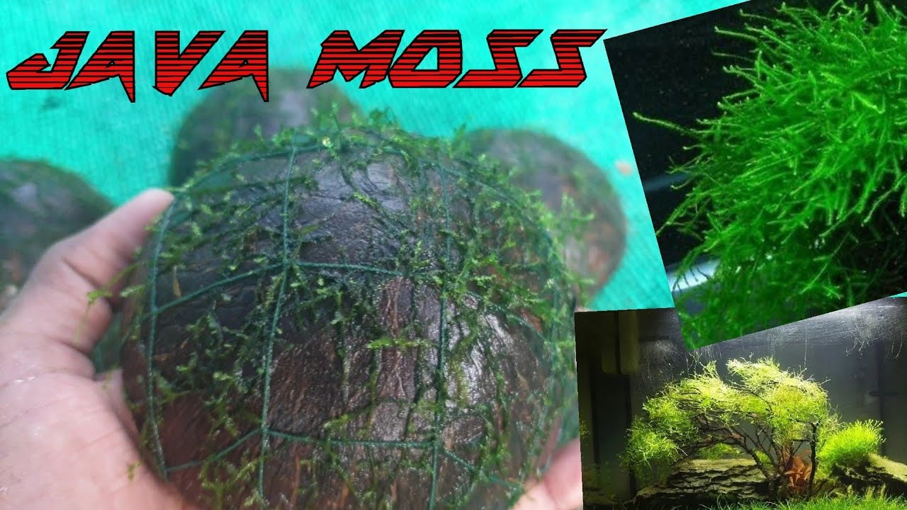 HOW TO GROW JAVA MOSS , AQUARIUM PLANT / SINHALA - YouTube