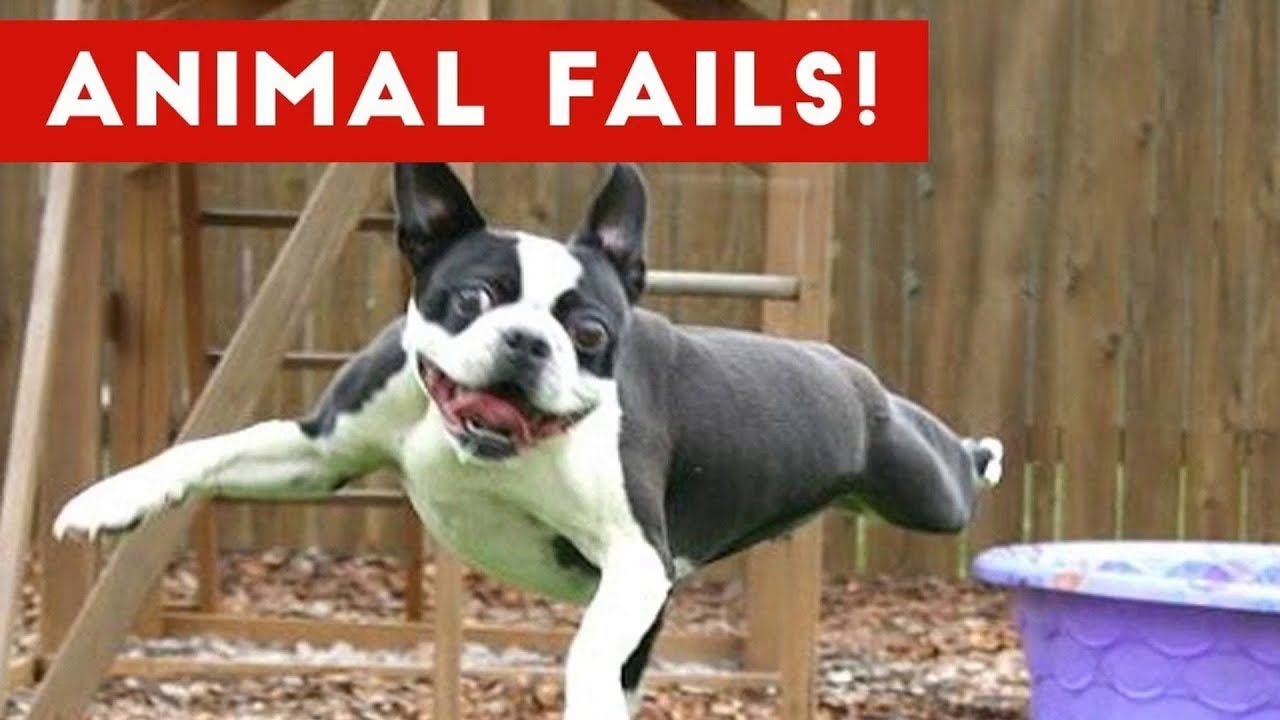 Animals Fails | Animal Completion | Catchy Show Down - YouTube