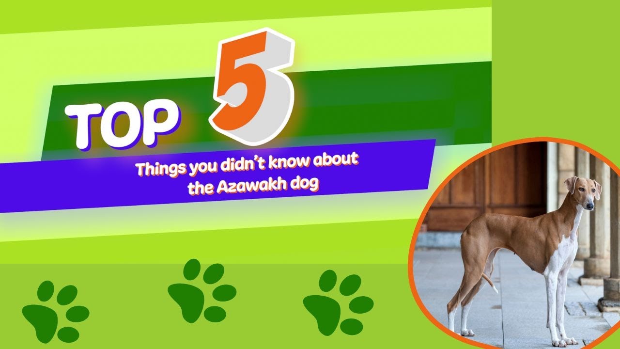 5 Things You Didn't Know About The Azawakh - YouTube