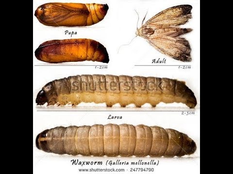 My Bee Moth Larvae (Wax Worms) Habitat Part 1 - YouTube