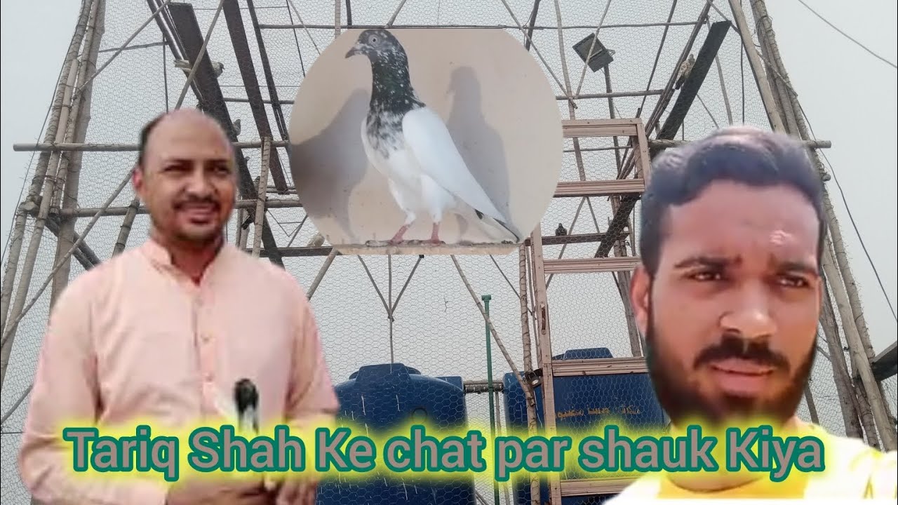 Tariq Shah Ke chat par shauk Kiya🕊️//mina pigeon club - YouTube