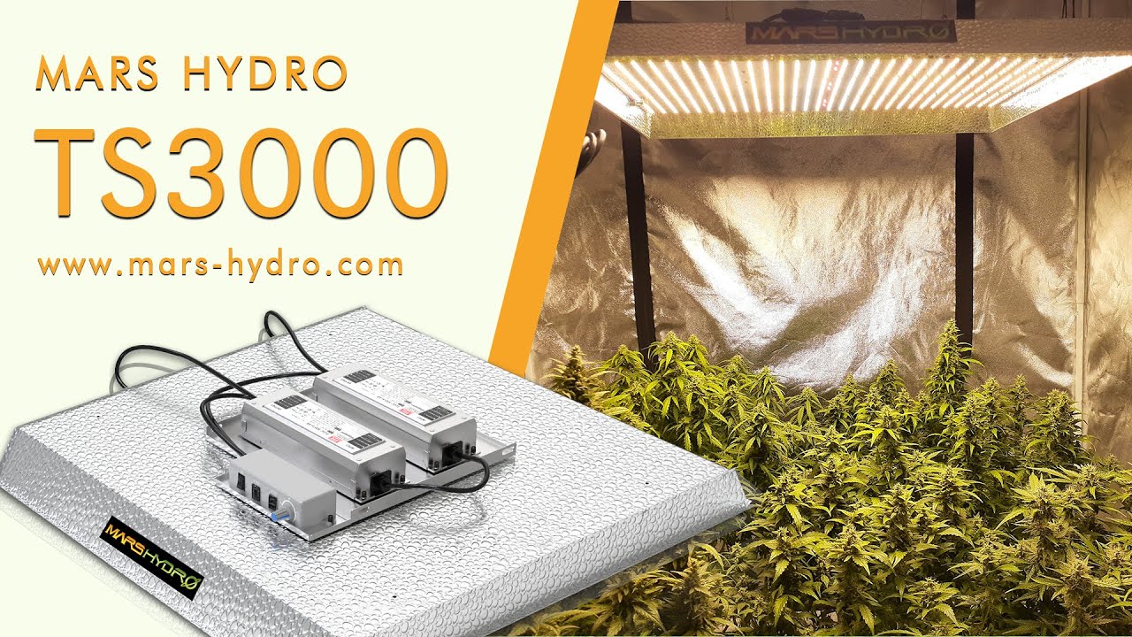 Indoor Growing under Mars Hydro TS3000 LED grow lights - YouTube