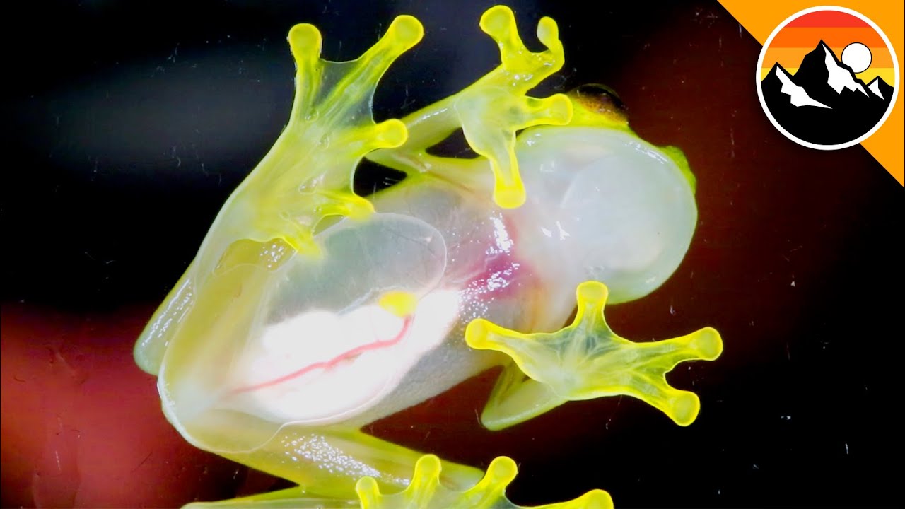 5 EXTREMELY Bizarre Creatures! - YouTube