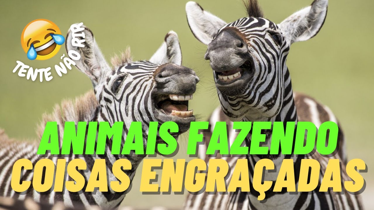 Animais Fazendo Coisas Engraçadas - Tente Não Rir - YouTube