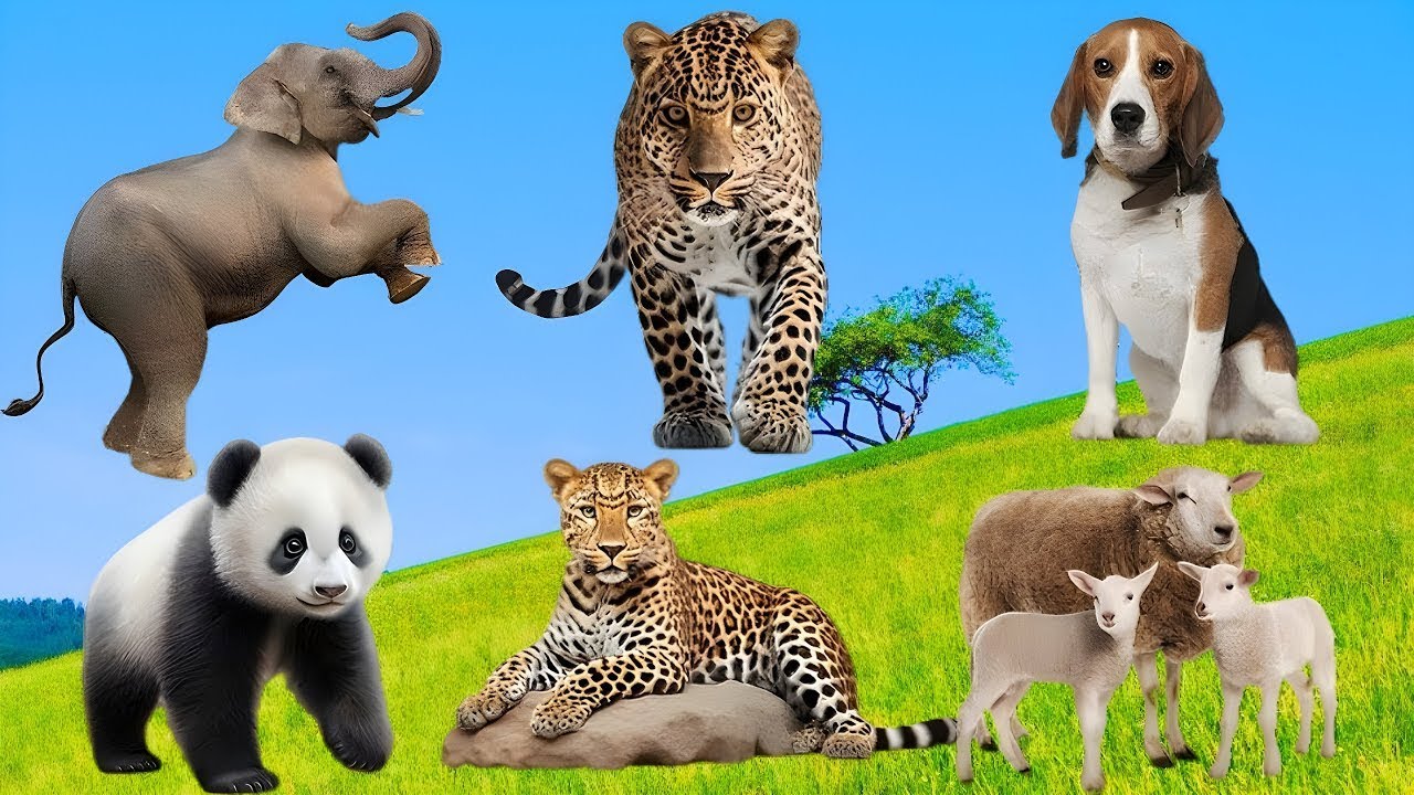 Wild Animal Sounds In Peaceful: Elephant, Cheetah, Dog, Panda, Goat ...