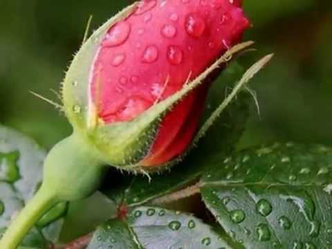 Mənim məhəbbətim ilk məhəbbətim