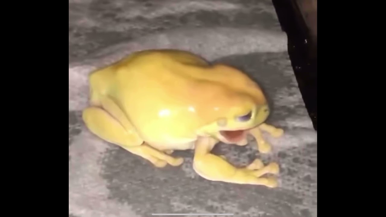 Yellow screaming frog - YouTube