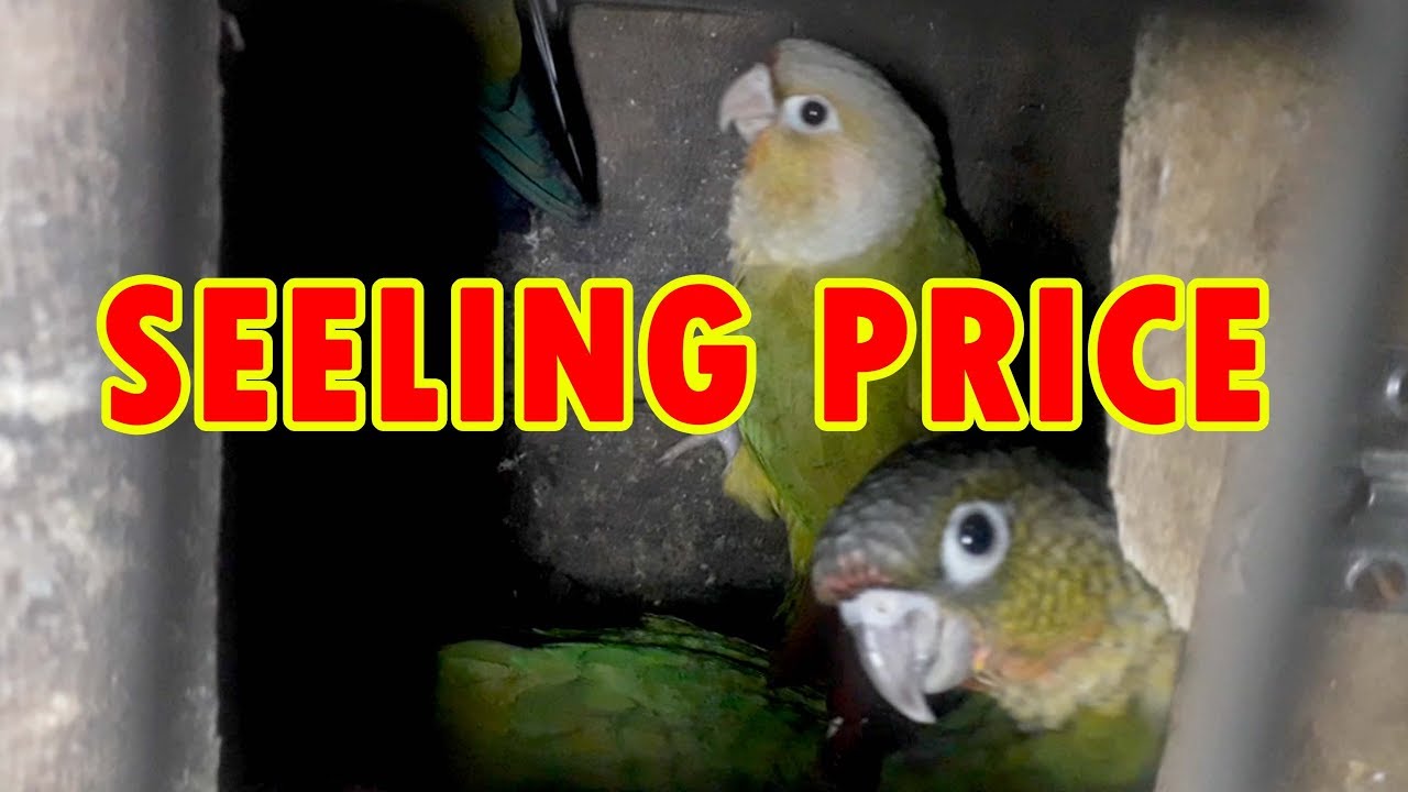 MY ALL BIRDS SELLING PRICE (KOLKATA LOVEBIRDS) - YouTube