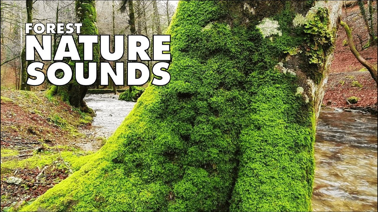 💚 Nature sounds for relaxation and sleep. White noise_Calming_Forest ...