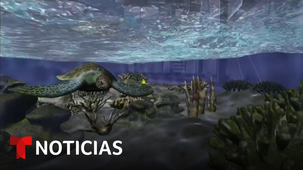 El 30% de la fauna marina depende de los arrecifes | Noticias Telemundo ...