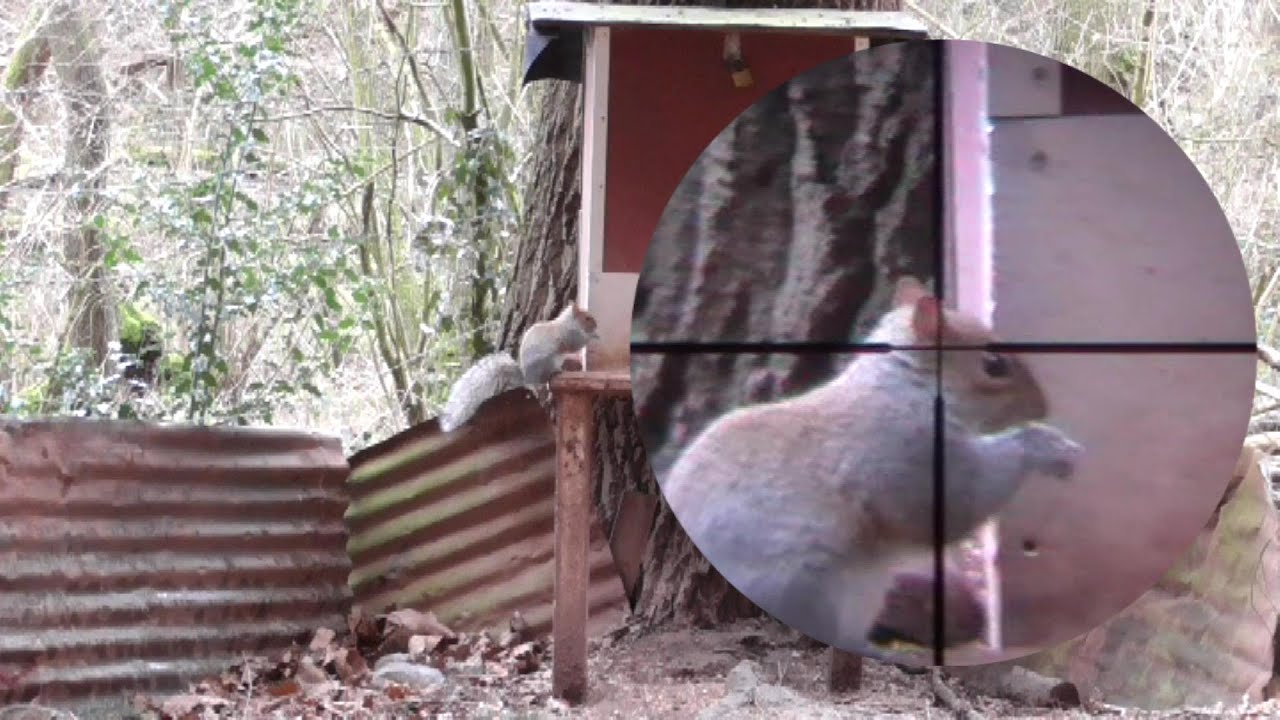 Pest Control with Air Rifles - Squirrel Shooting - Bro's on the Squirrels Again! - YouTube