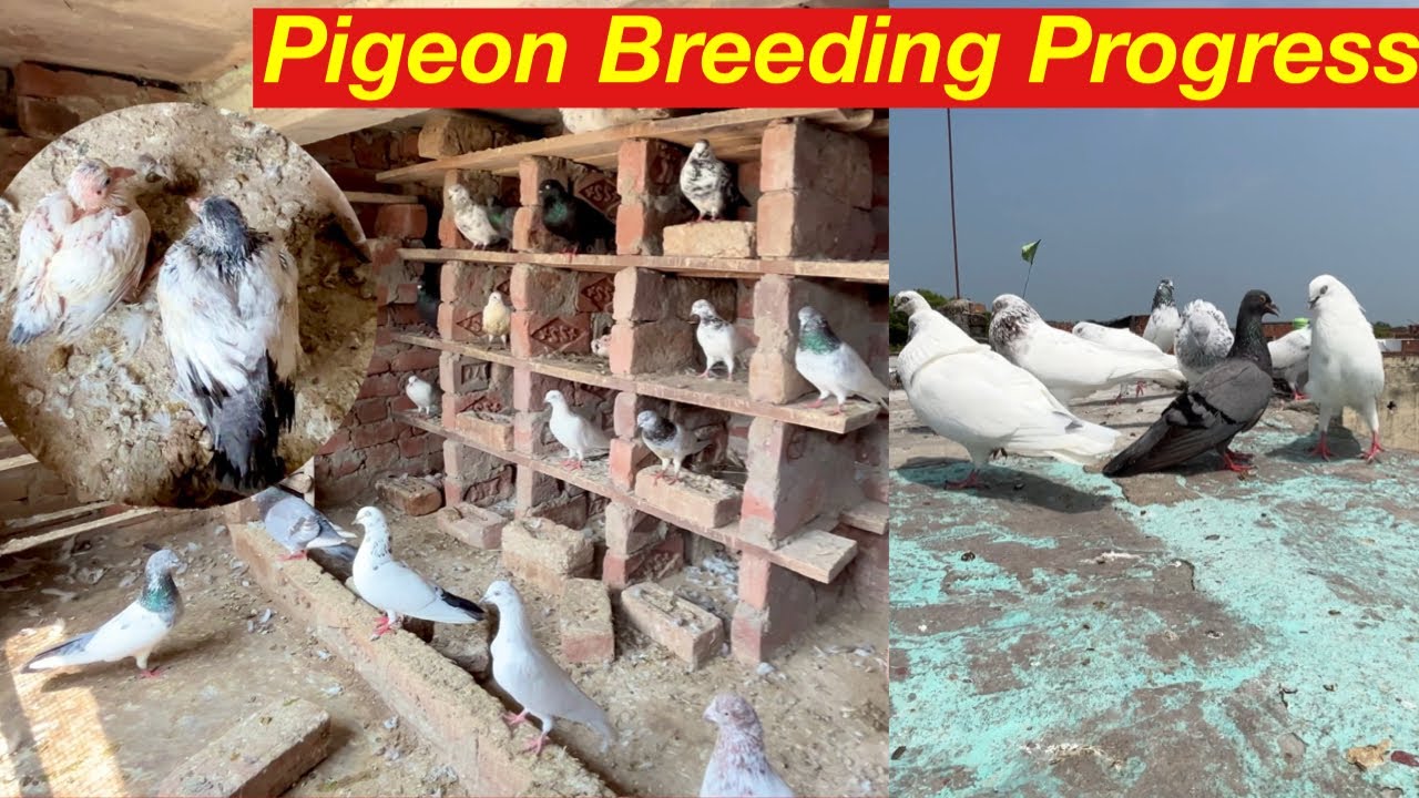 September Pigeon Breeding Progress 🥰 - YouTube
