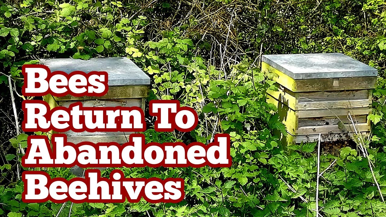 Bees Return To Abandoned Beehive - YouTube