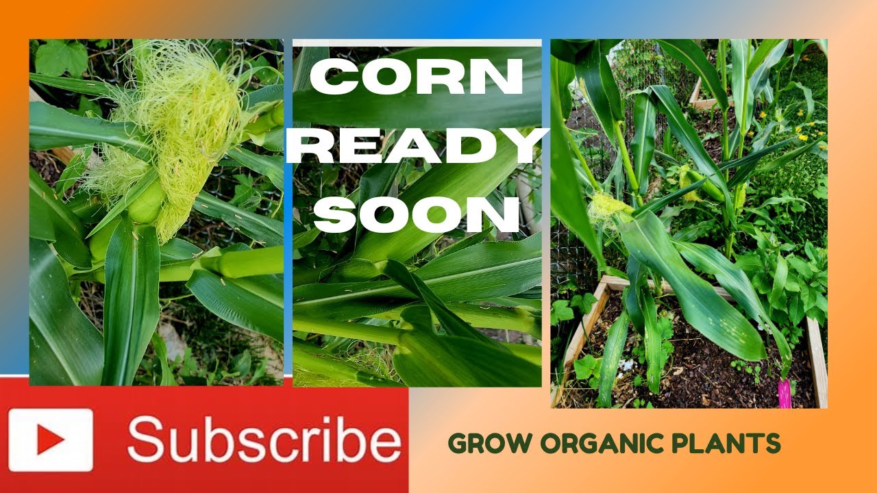 Corn Ready Soon @PlantsandNature1 - YouTube
