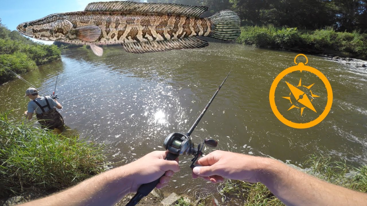 Tracking Down MAMMOTH SNAKEHEADS in Hidden DELAWARE Waters (Topwater ...