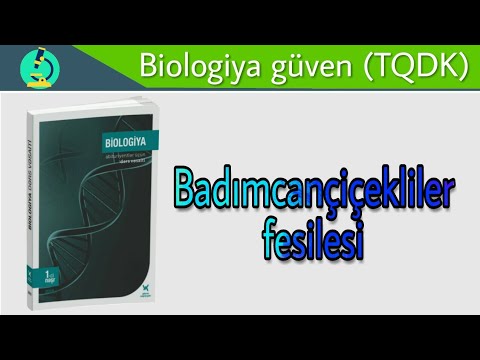 Biologiya dersi 40. Badımcançiçəklilər fəsiləsi