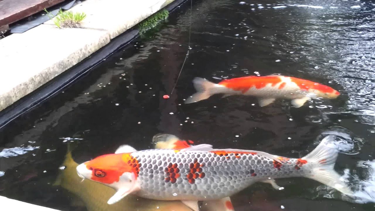 self feeding koi - YouTube