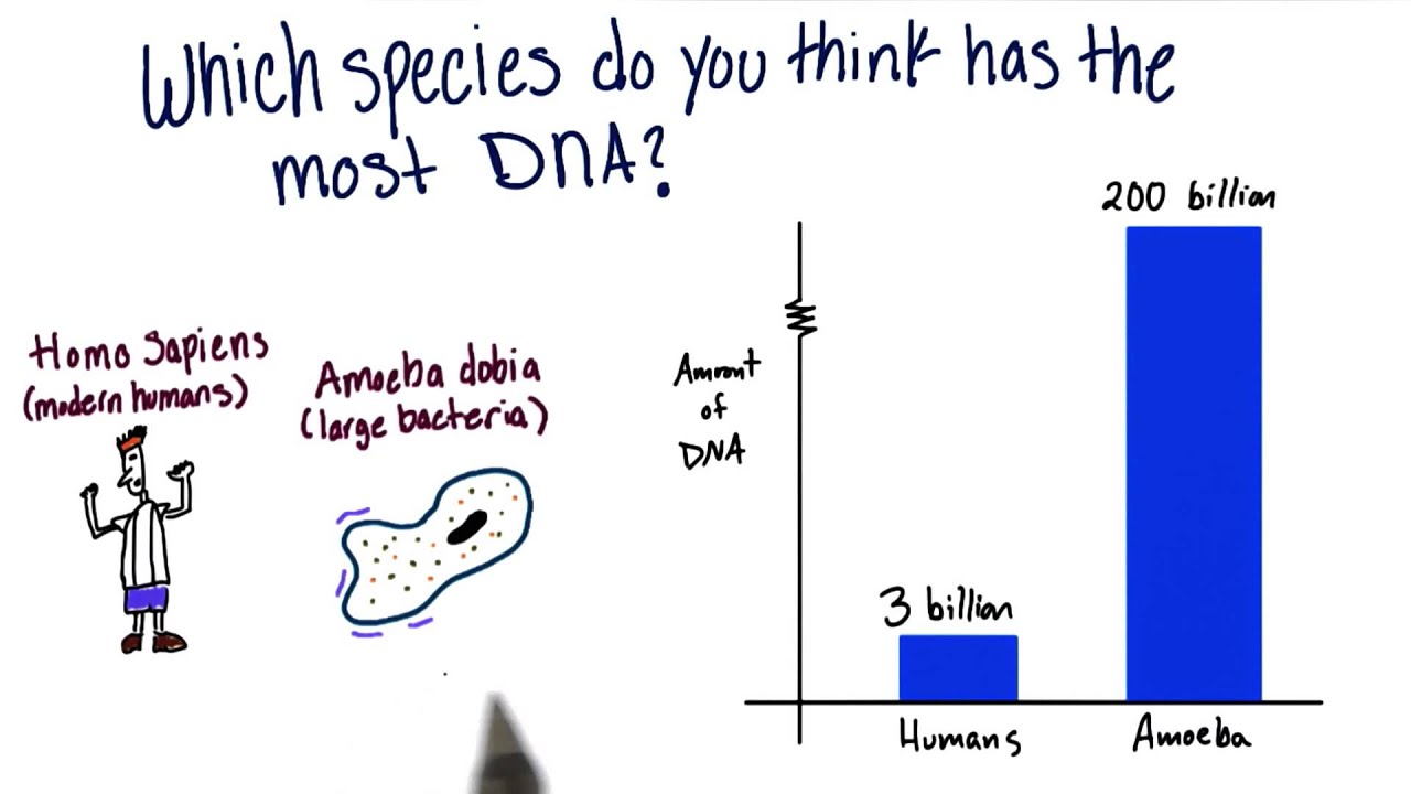 Most DNA - Intro to Psychology - YouTube