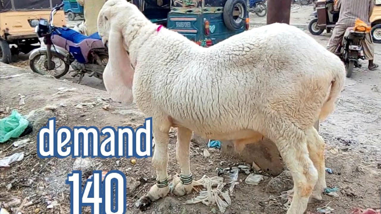 Sargodha dhomba😍|lalukhet bakra mandi|@apnainfokhi5919 - YouTube