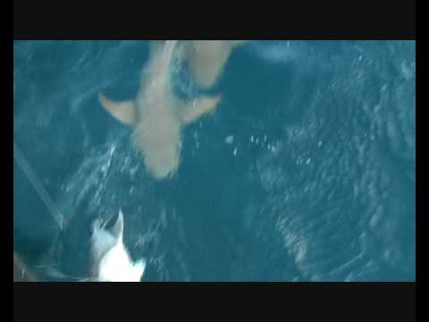 Bugatti Reef Giant Trevally 25kg Catch & Release - YouTube