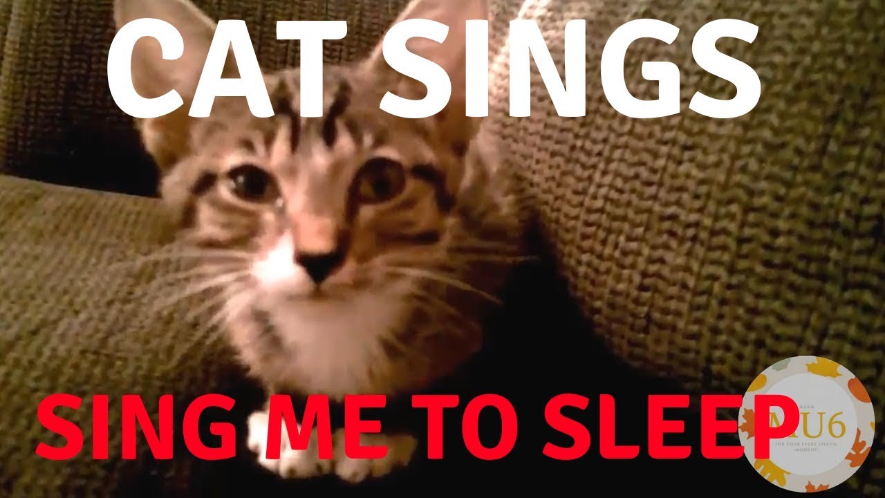 Cats Singing Song | Sing me to Sleep by Alan Walker