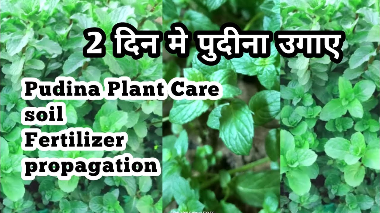 2 दिन मैं पुदीना उगाए। Easy way To Grow Mint. Pudina plant care ...
