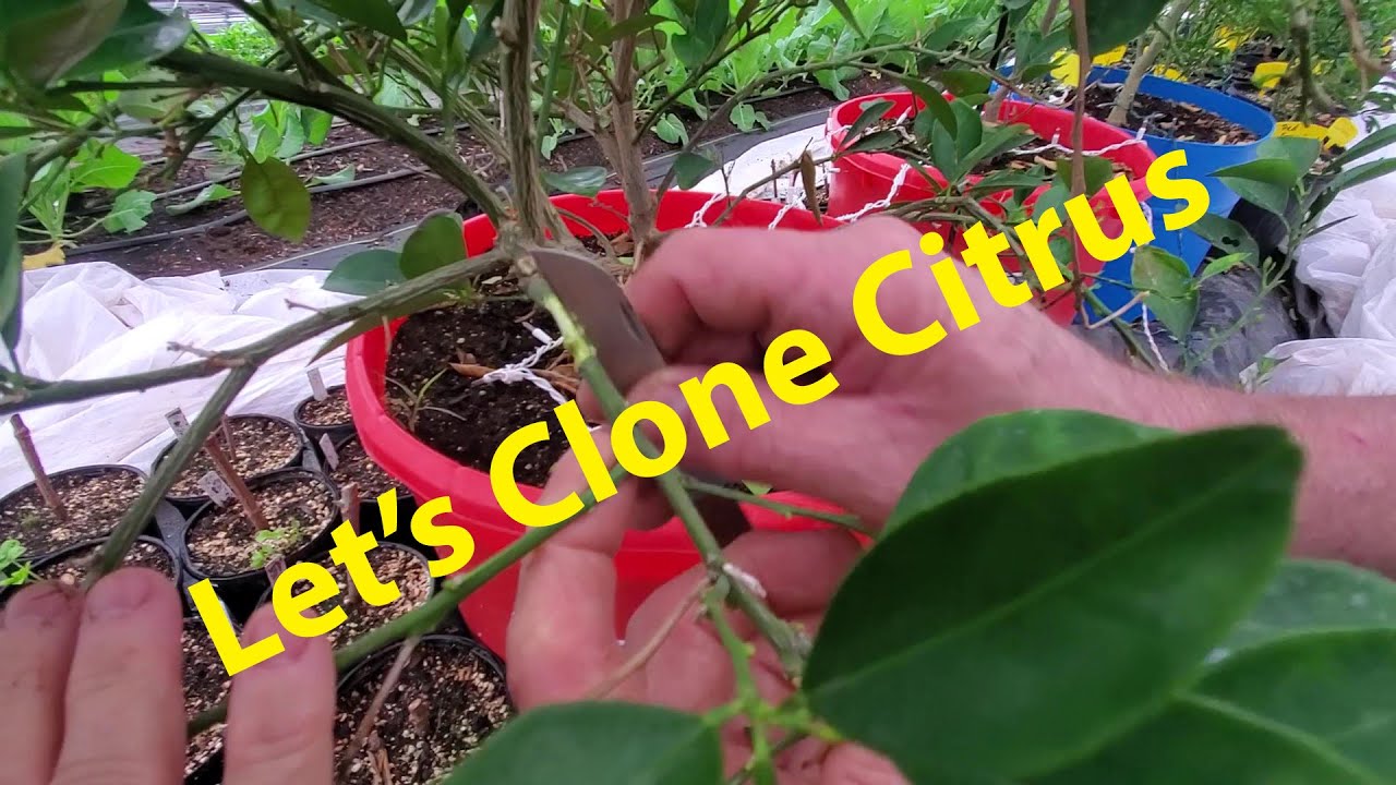 Air layering Citrus Trees - YouTube
