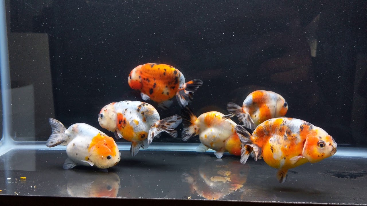 Super Chubby and Cute Calico Ranchu! 4 Inch ID#406R1B - YouTube