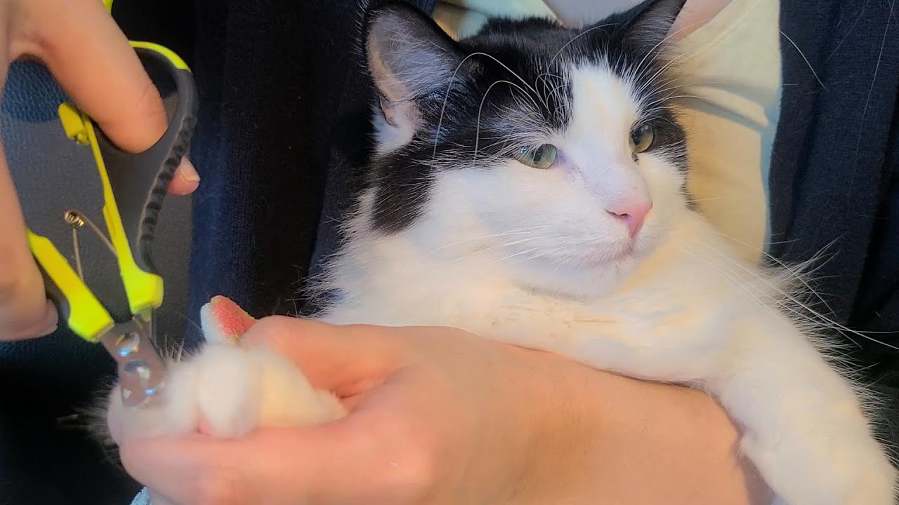 Very Patient Cats - YouTube