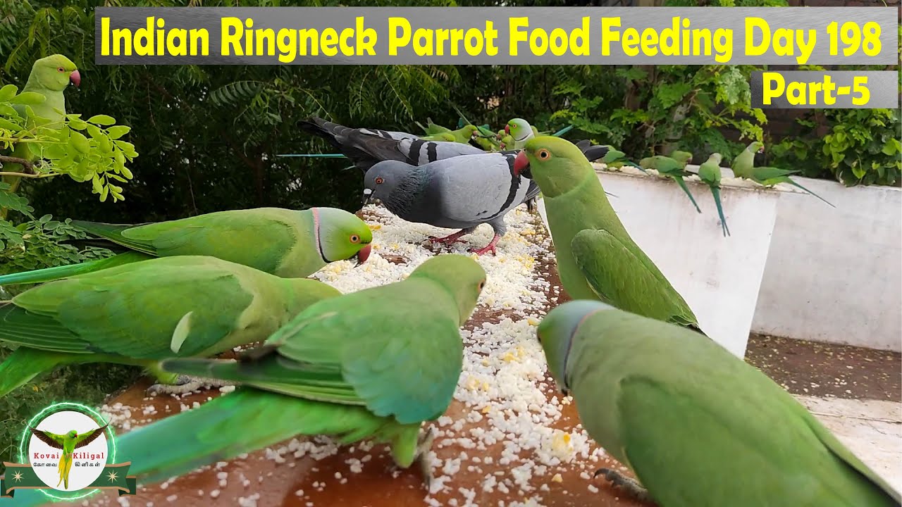 Indian Ringneck Parrot Eating Soaked Rice | Daily Feeding Day 198 ...