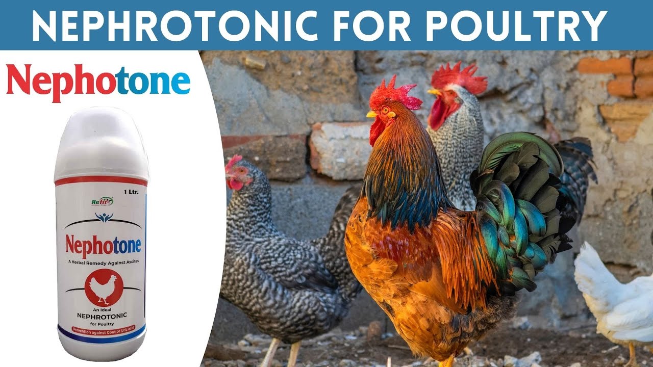Nephotone - Nephrotonic For Poultry - YouTube