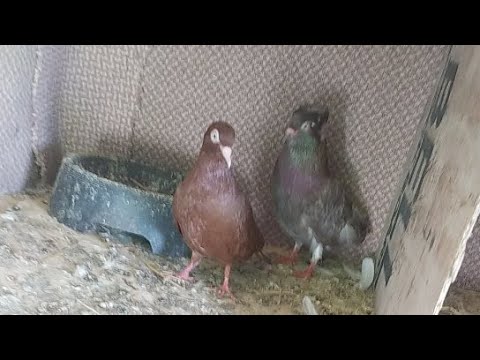 TİK TOk GÜVERCİN VİDEOLARI canlı yayında