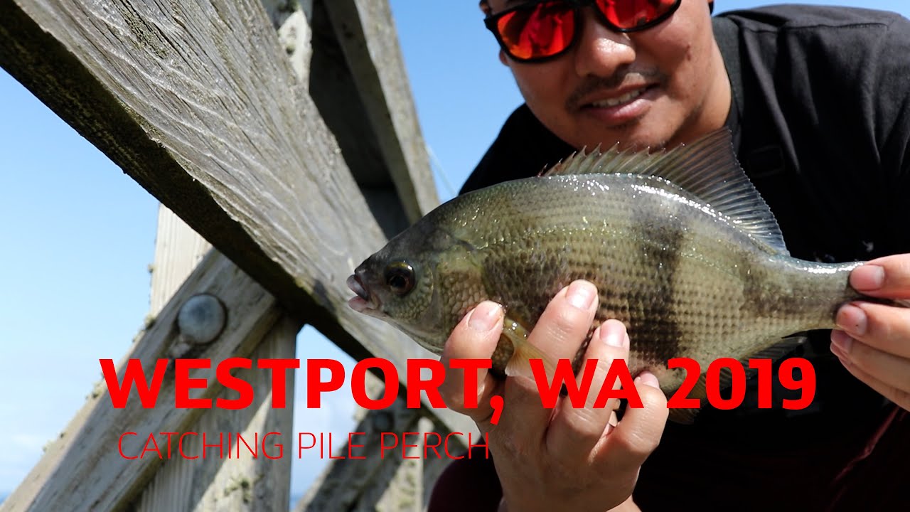 Westport, WA 2019 - Catching BIG PILE PERCH - YouTube