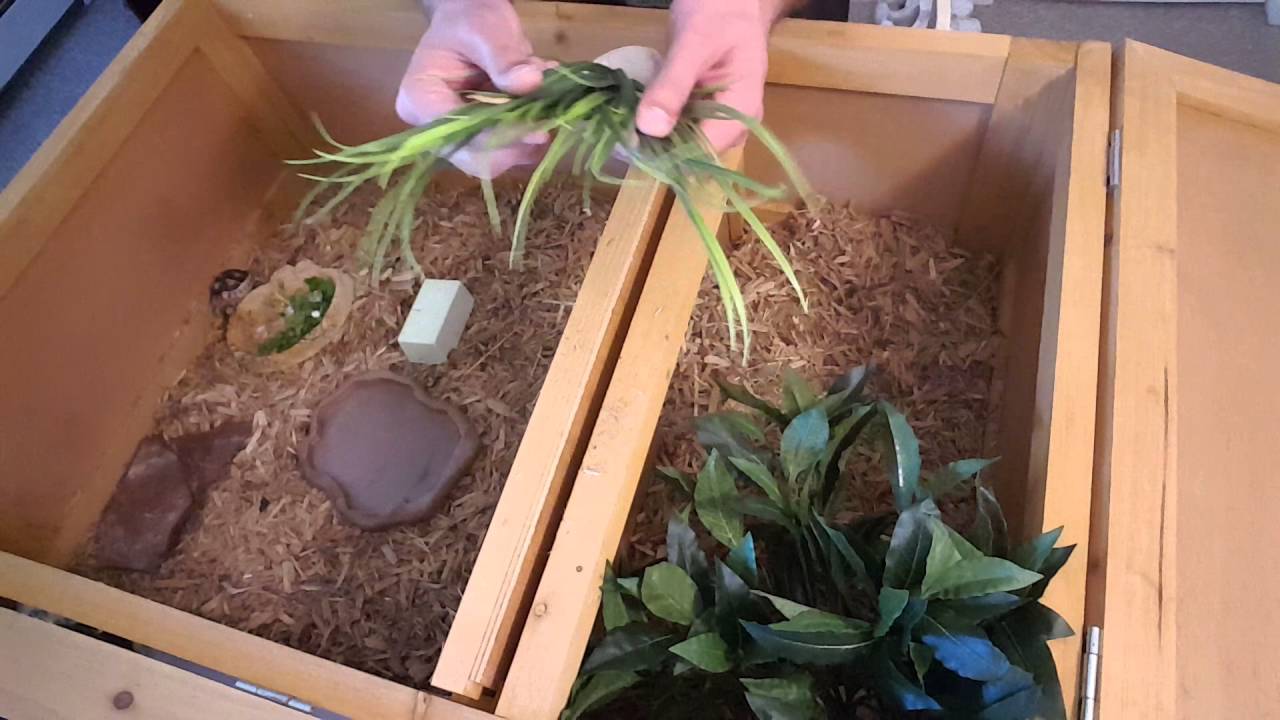 How To Setup A Tortoise Habitat - Marginated Tortoise Hatchling - YouTube