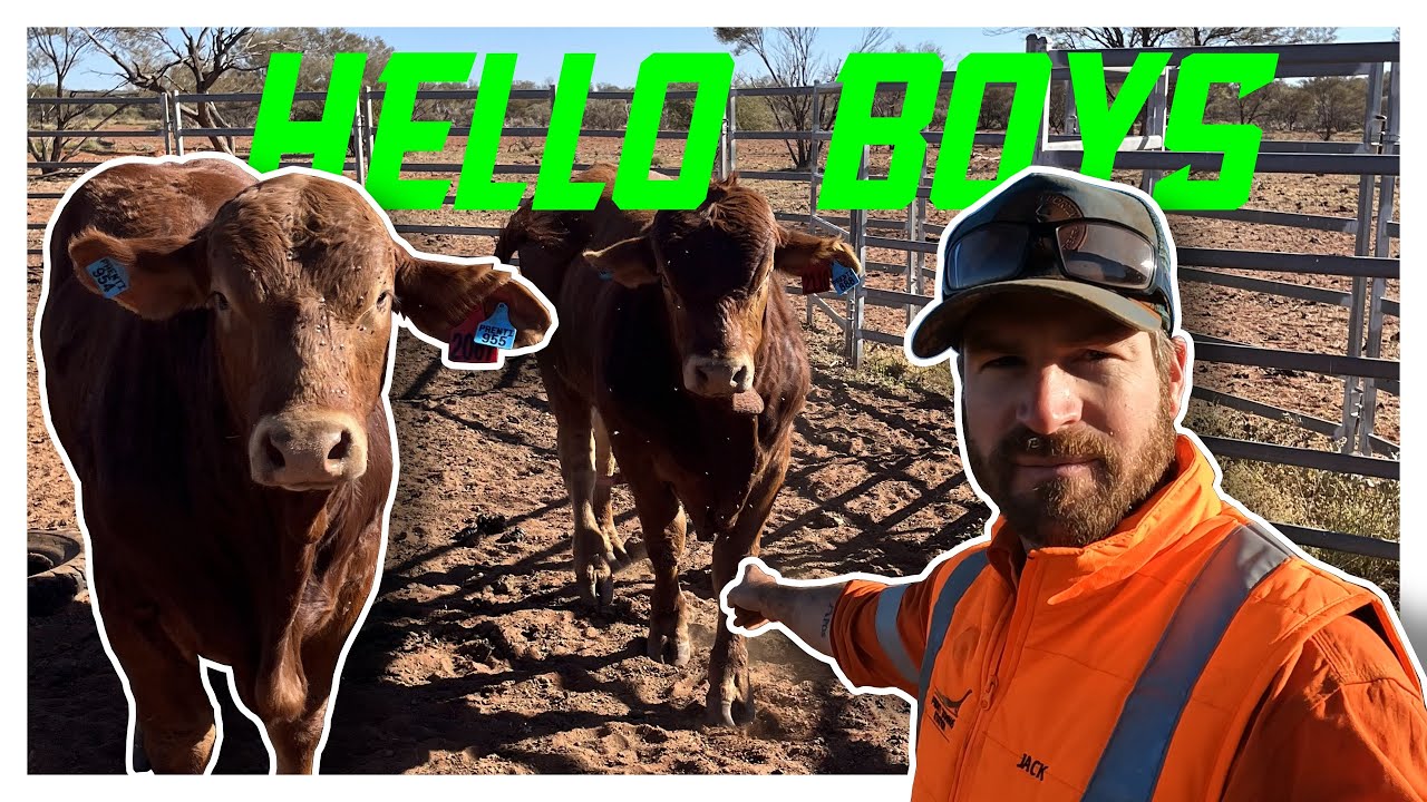 Droughtmaster Bull Introduction: Optimizing Livestock Management - YouTube
