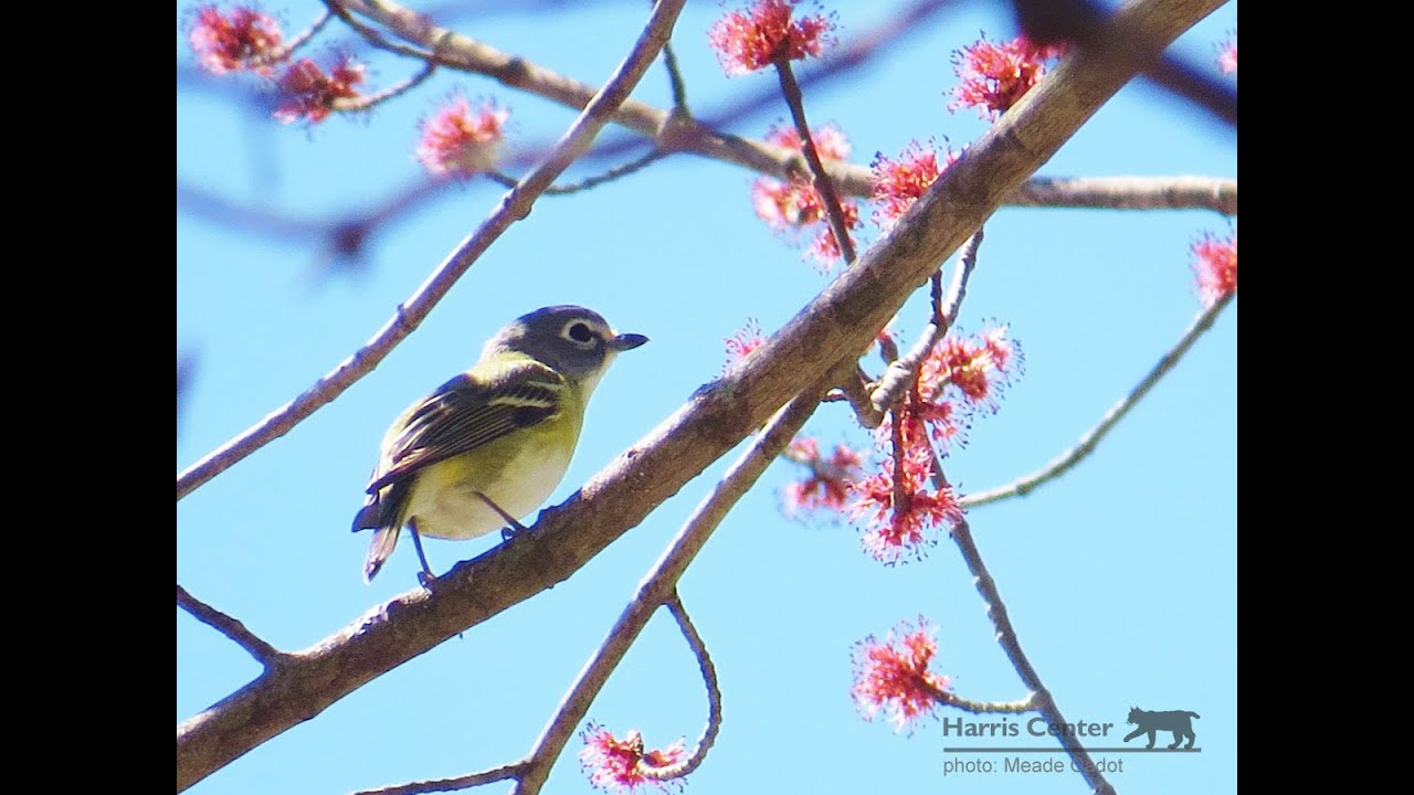 eBird for Beginners - YouTube