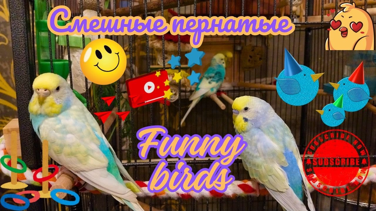 VLOGСмешные пернатые/Funny birds#birds #budgies #pets #cute #funny # ...