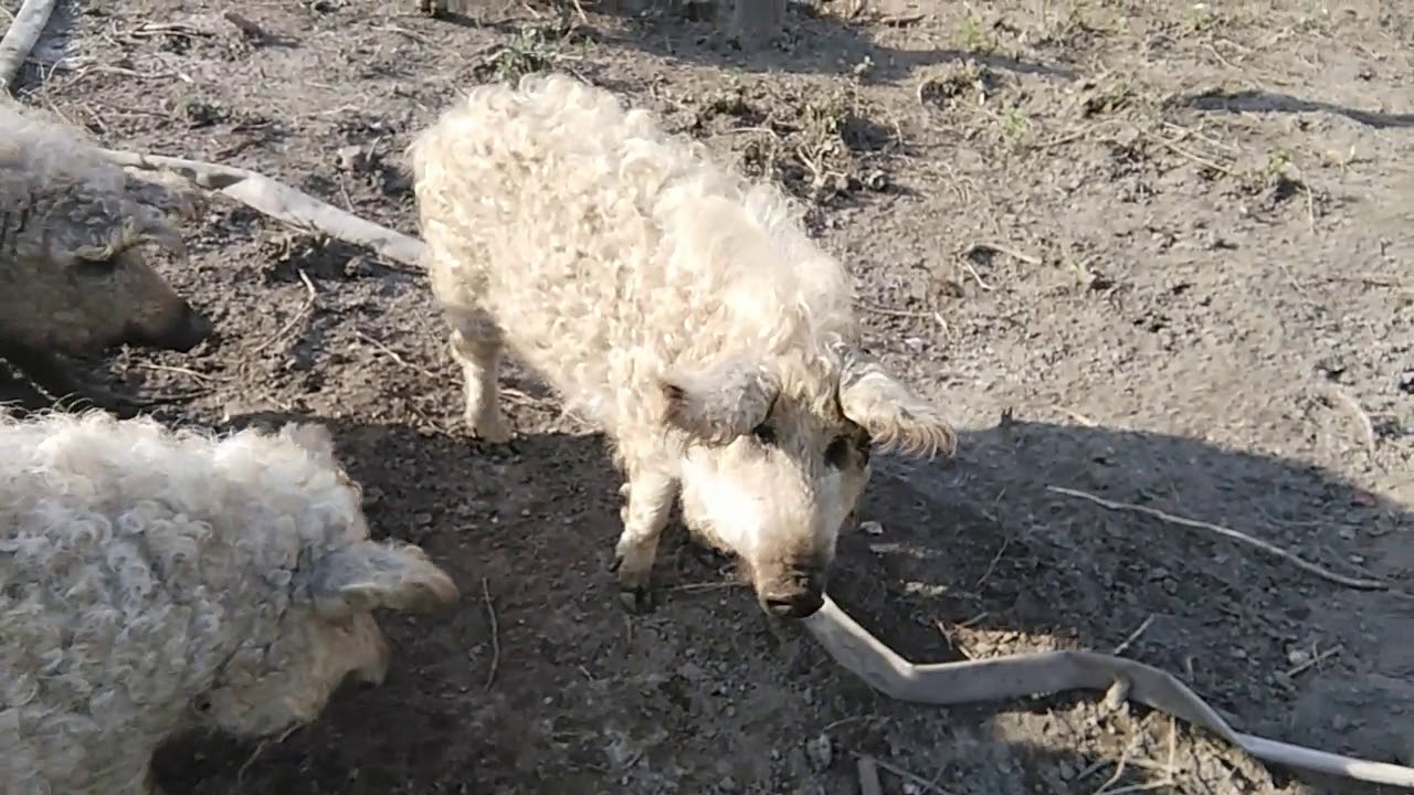 Mangalica disznó állomány az Áfonya Kert kertészetében - YouTube