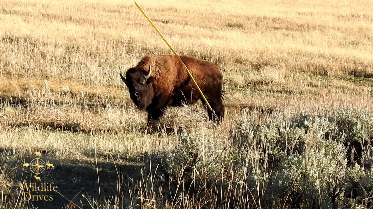 Wildlife Drives - Bison Scratching - YouTube