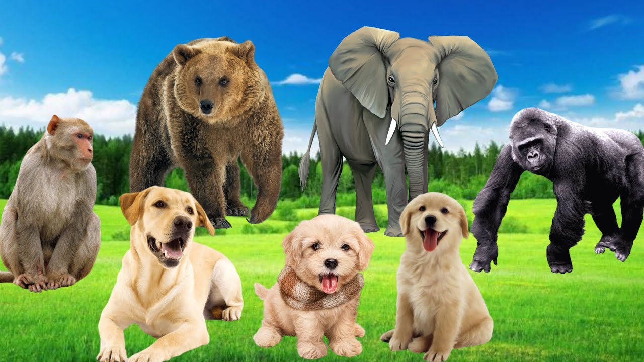 These "Cute" Animals Will Blow Your Mind! Rabbit, Cat, Cow, Duck, Pig ...