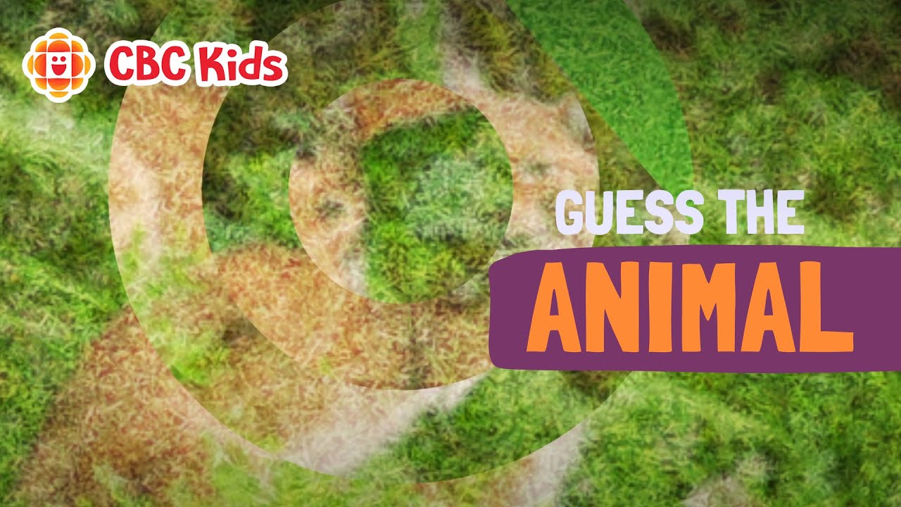 Guess This Pointy-Eared Feline! | CBC Kids - YouTube