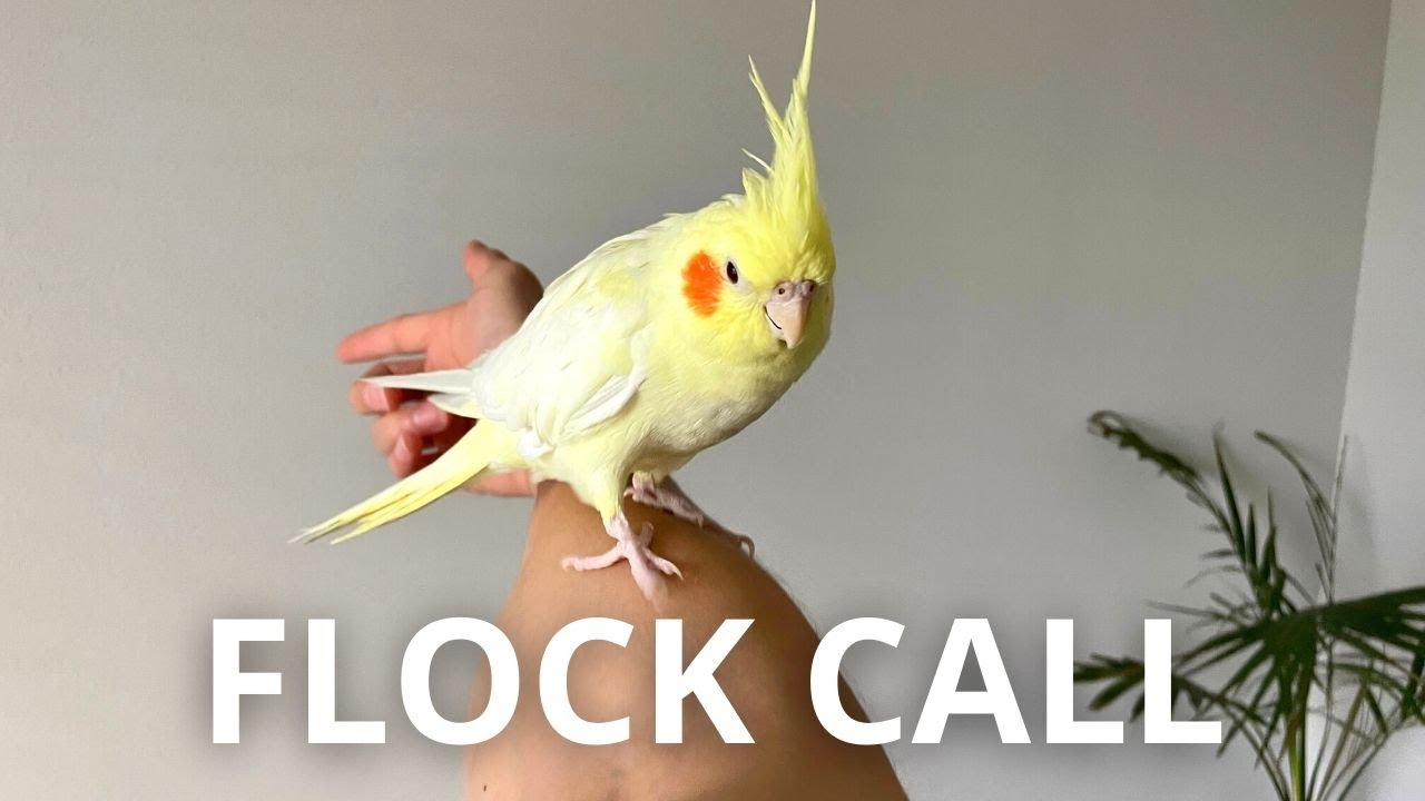 Female Cockatiel Happy Flock Call - YouTube