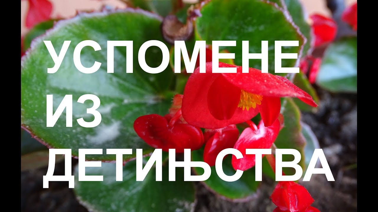 Ceca i deca - YouTube