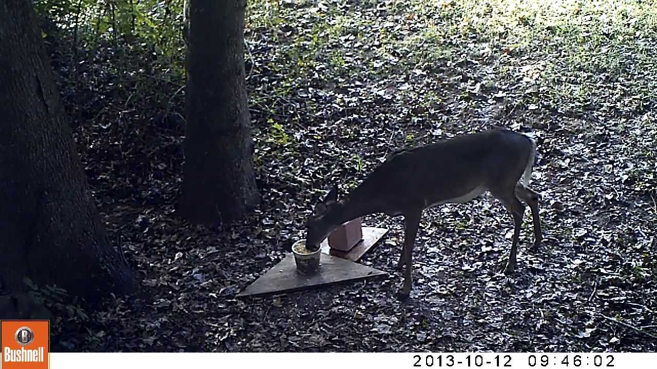 East Charlotte, NC Wildlife - Deer 001 - YouTube
