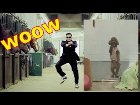 watch a dog dancing for GANGNAM style,Very Cute