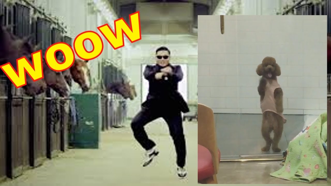 watch a dog dancing for GANGNAM style,Very Cute - YouTube