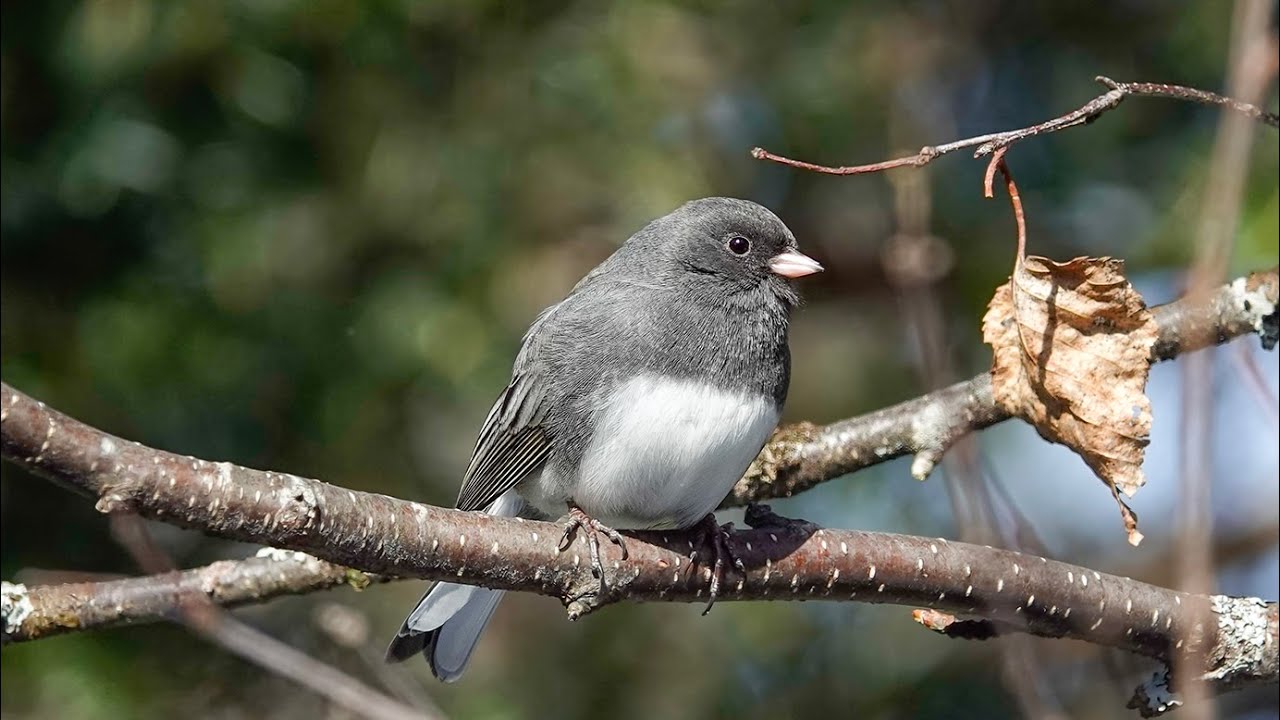 Dark-eyed Junco: Identification (28 February 2025) - YouTube