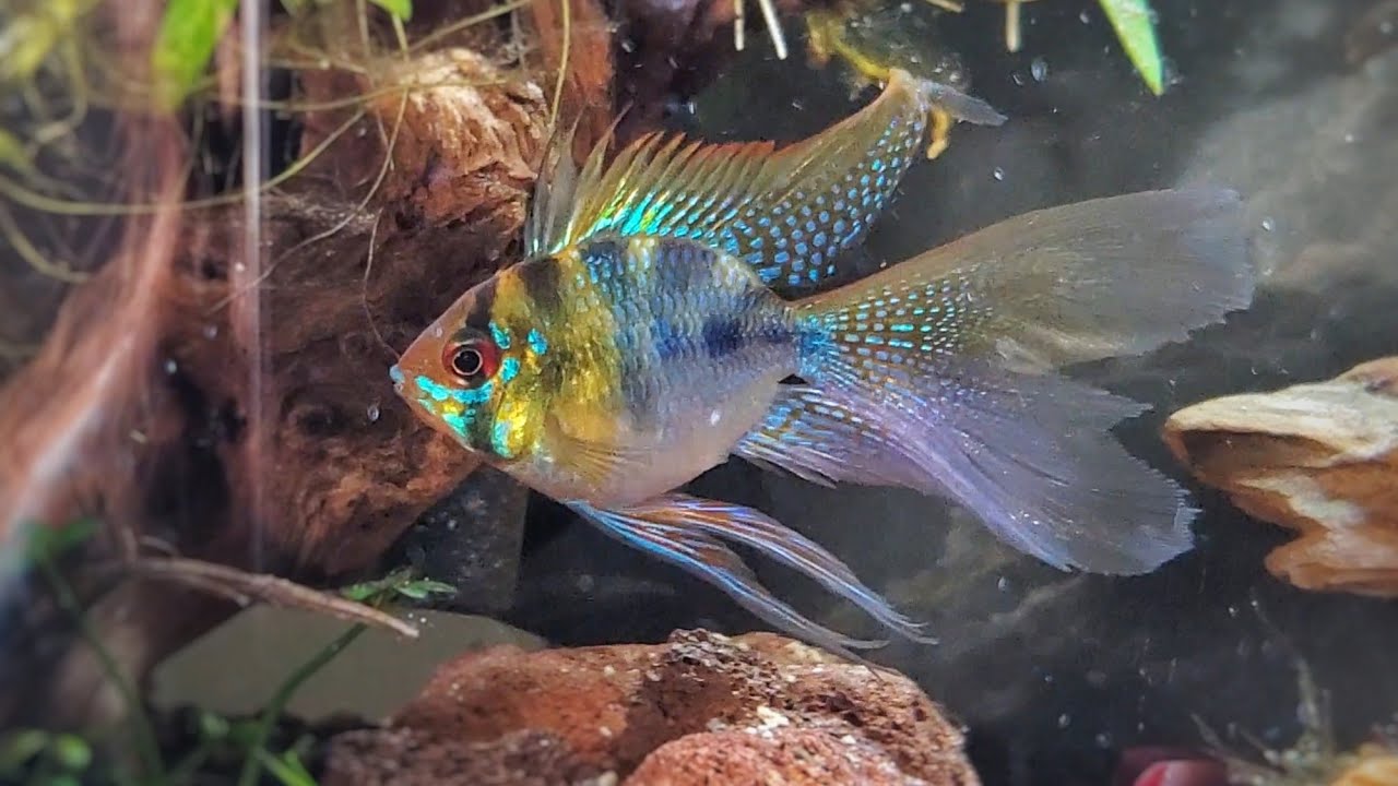 German blue balloon ram - YouTube